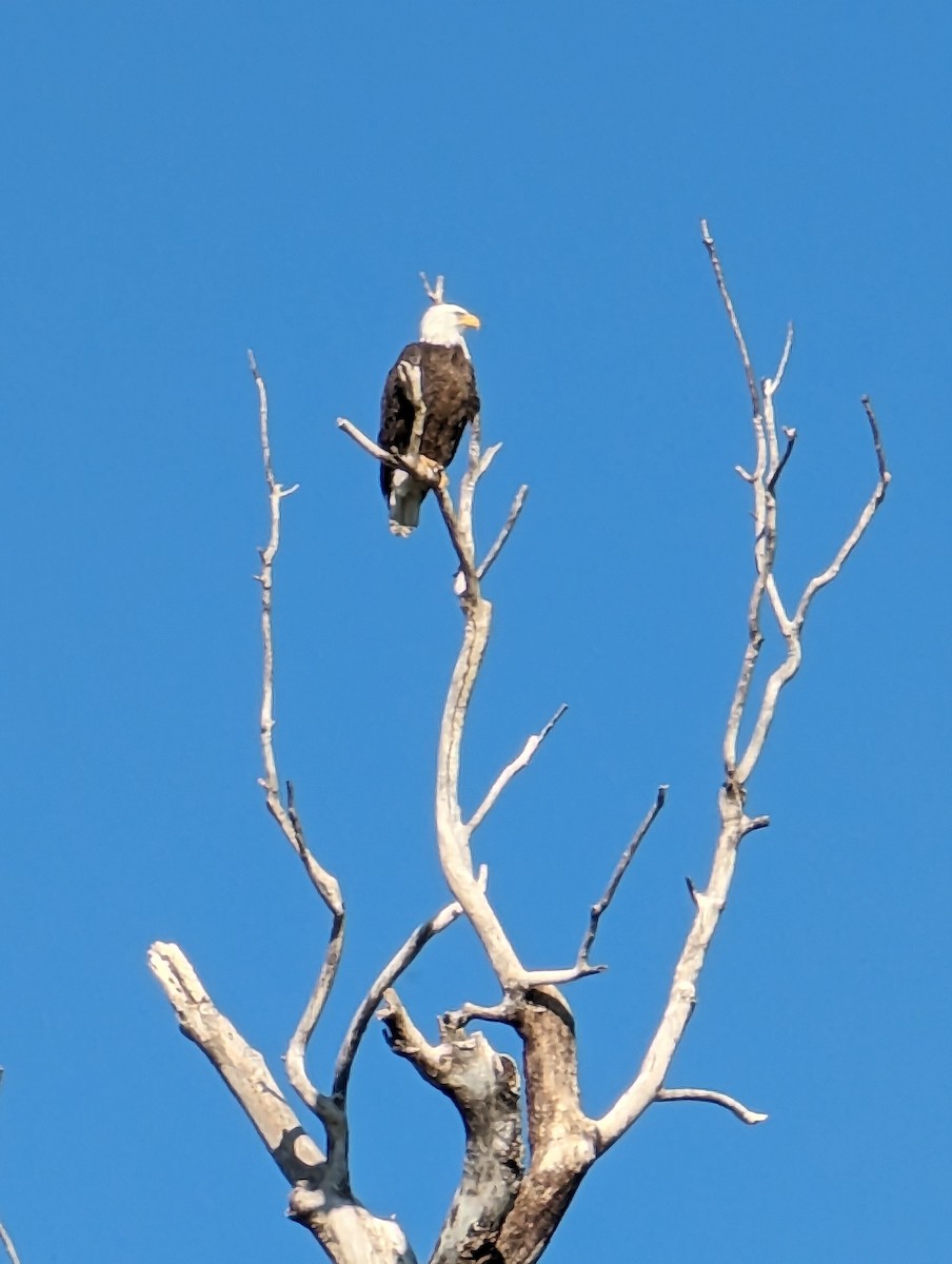 eBird Checklist - 17 Sep 2023 - Hagerman NWR - 20 species