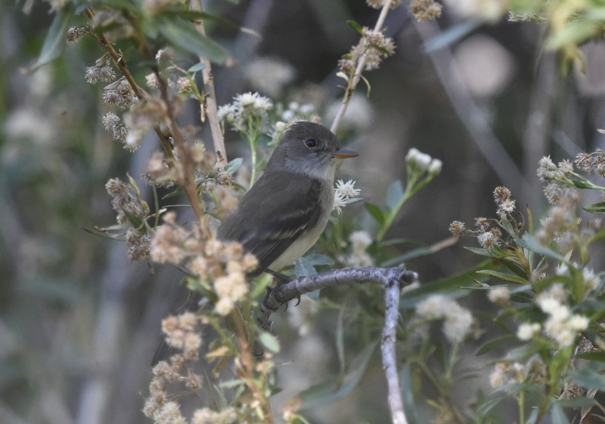 eBird Checklist - 19 May 2024 - Butterbredt Spring - 35 species