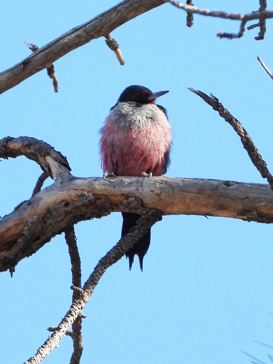 eBird Checklist - 30 Dec 2024 - White Mountain Nature Center - 11 species