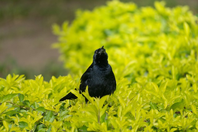 Merlin Audio ID: estado actual y cómo contribuir - eBird Peru