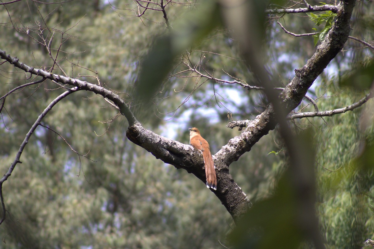 eBird Checklist - 29 Dec 2024 - Privada S/N 129, Tepoztlán MX-Mor. 18.98509, -99.08550 - 21 species