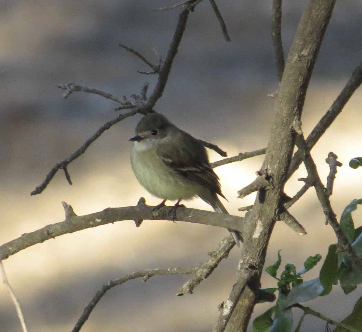 eBird Checklist - 30 Dec 2024 - Veeh Ranch Park - 8 species (+1 other taxa)