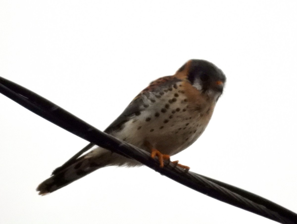 eBird Checklist - 31 Dec 2024 - Lorain Harbor--Fishing Pier - 11 species
