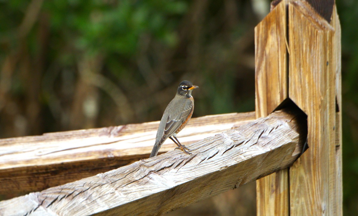 eBird Checklist - 30 Dec 2024 - Riverbend Park - 22 species