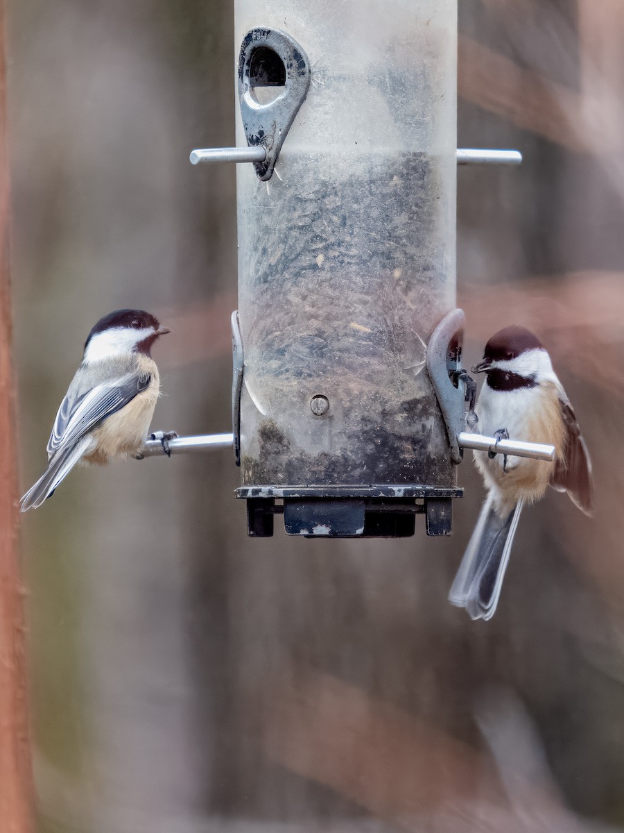 eBird Checklist - 29 Dec 2024 - Carver Park Reserve--Lowry Nature ...
