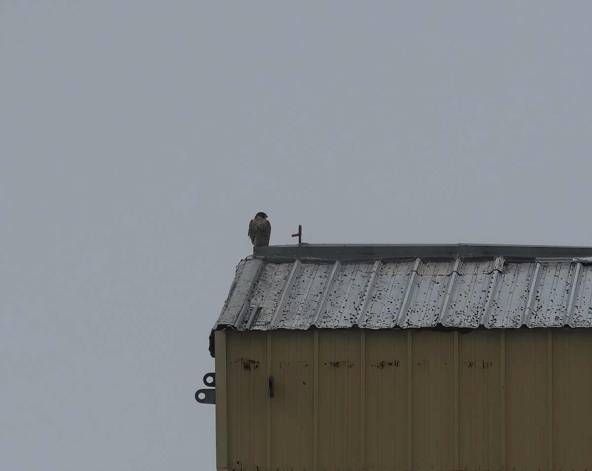 eBird Checklist - 29 Dec 2024 - Clarence Feed Mill - 12 species