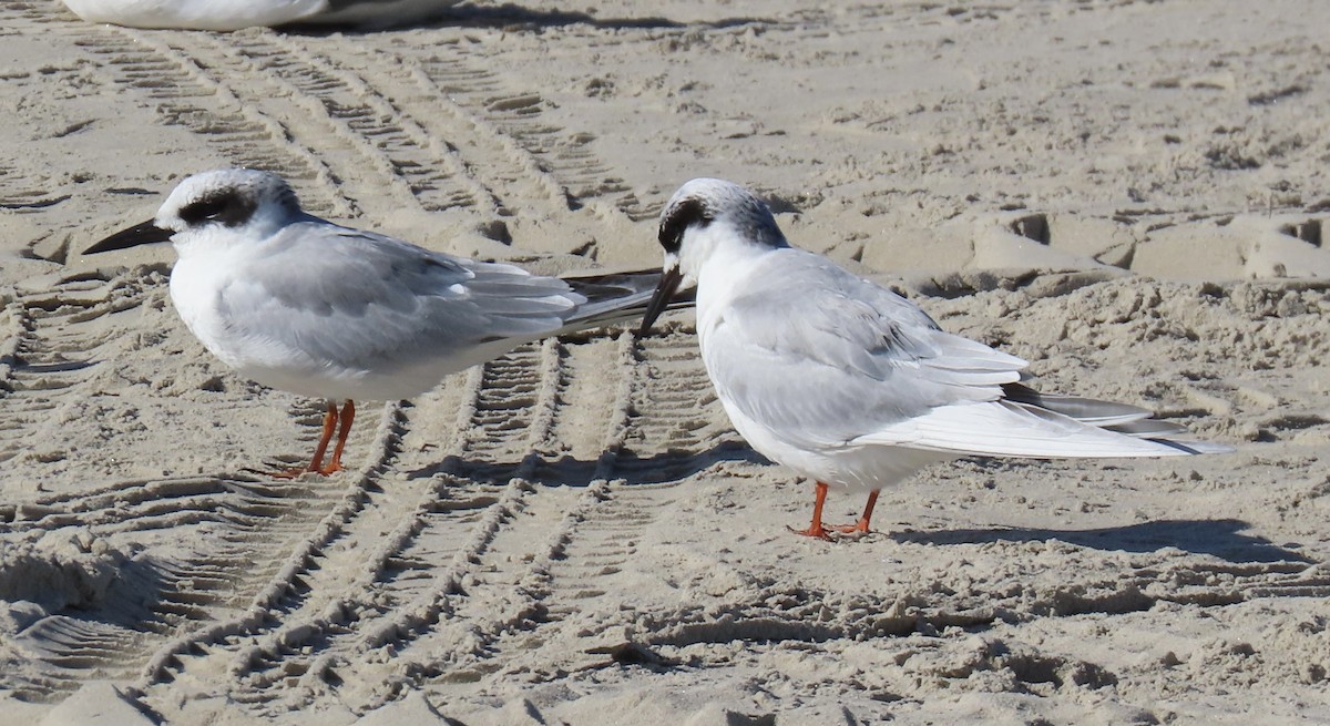 eBird Checklist - 30 Dec 2024 - Packery Channel South Beach - 13 species