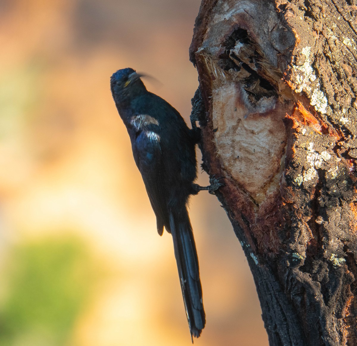 eBird Checklist - 28 Dec 2024 - Mountain Zebra NP--Restcamp - 32 species