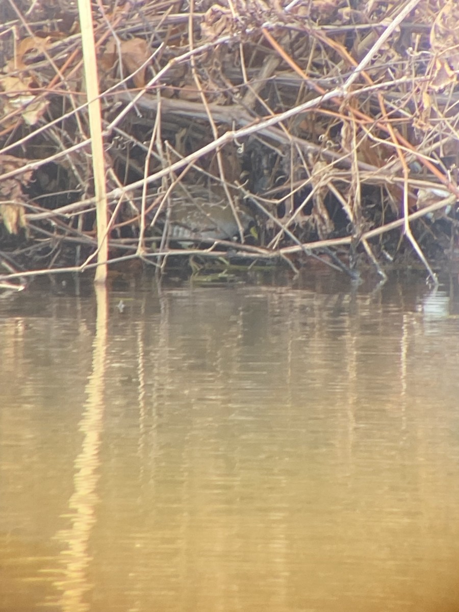 eBird Checklist - 31 Dec 2024 - West Sayville Golf Course - 4 species