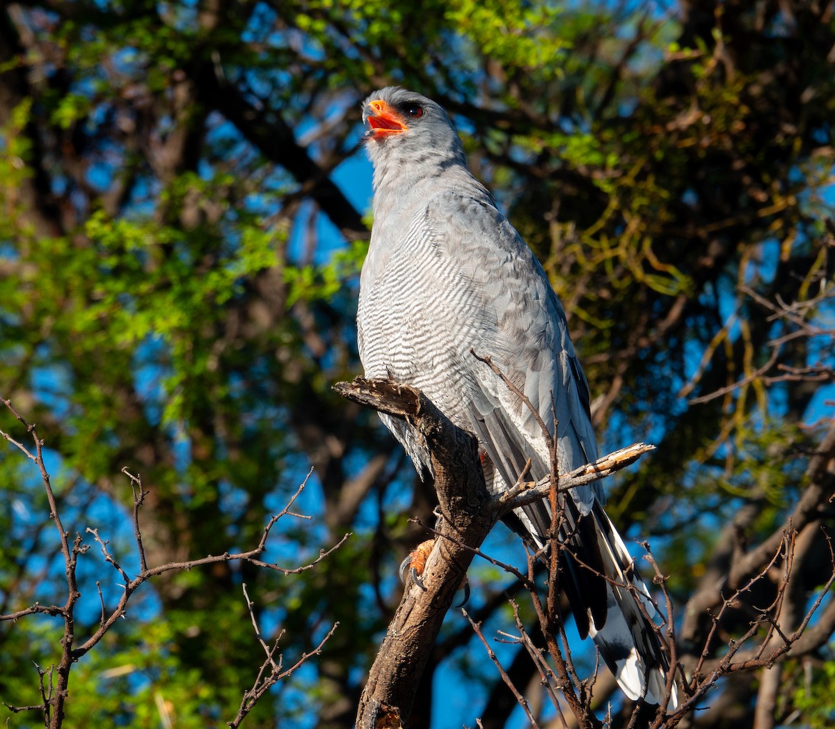 eBird Checklist - 29 Dec 2024 - Mountain Zebra NP - 38 species