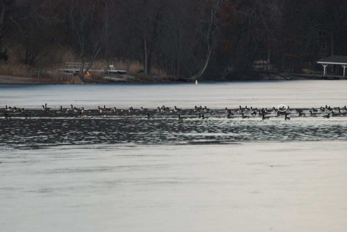 eBird Checklist - 31 Dec 2024 - Saratoga Lake, Marine Park - 10 species ...