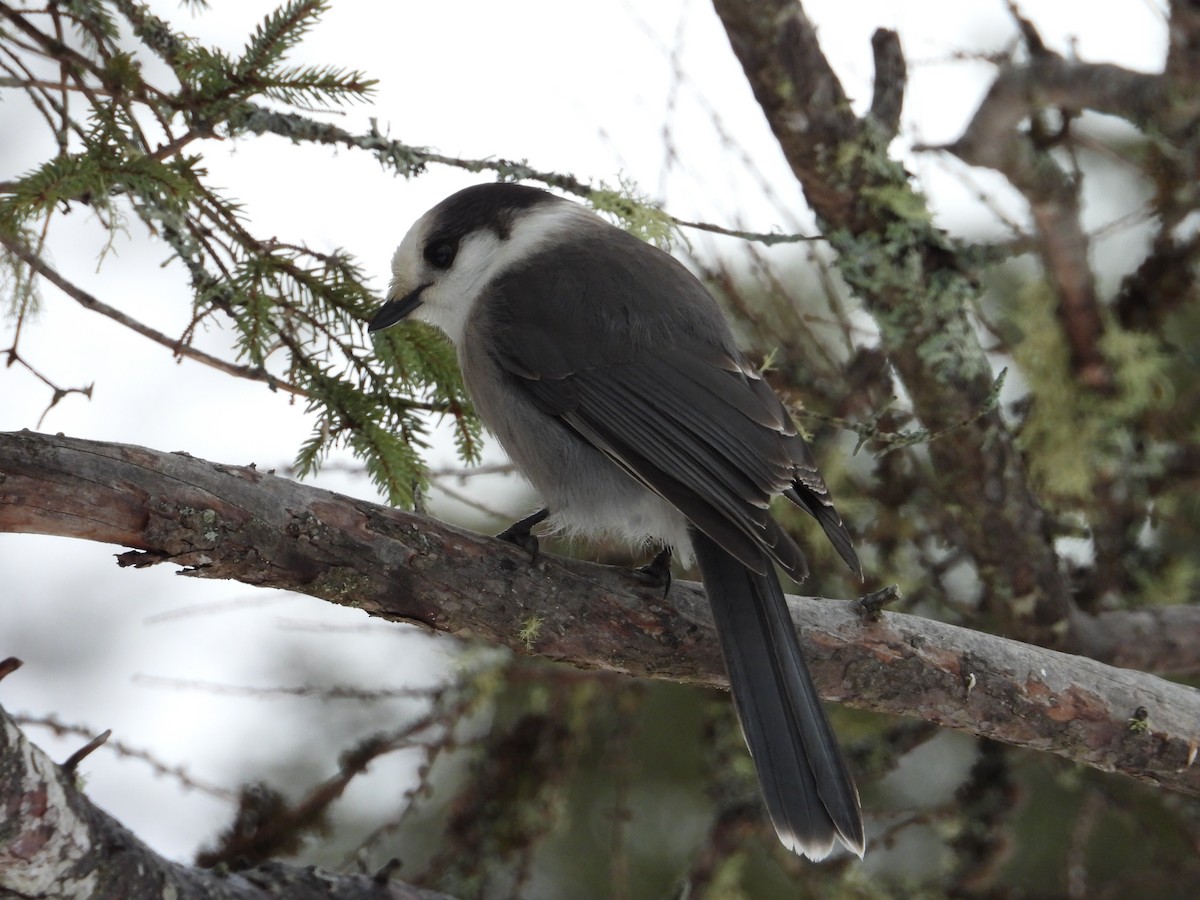 eBird Checklist - 28 Dec 2024 - Sabattis Bog - 10 species