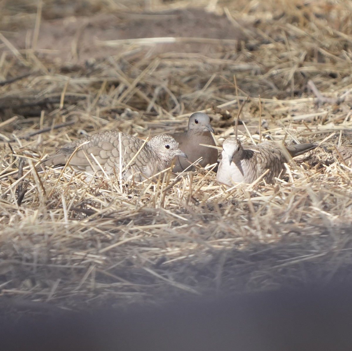 eBird Checklist - 31 Dec 2024 - Salt River--Blue Point Recreation Area ...