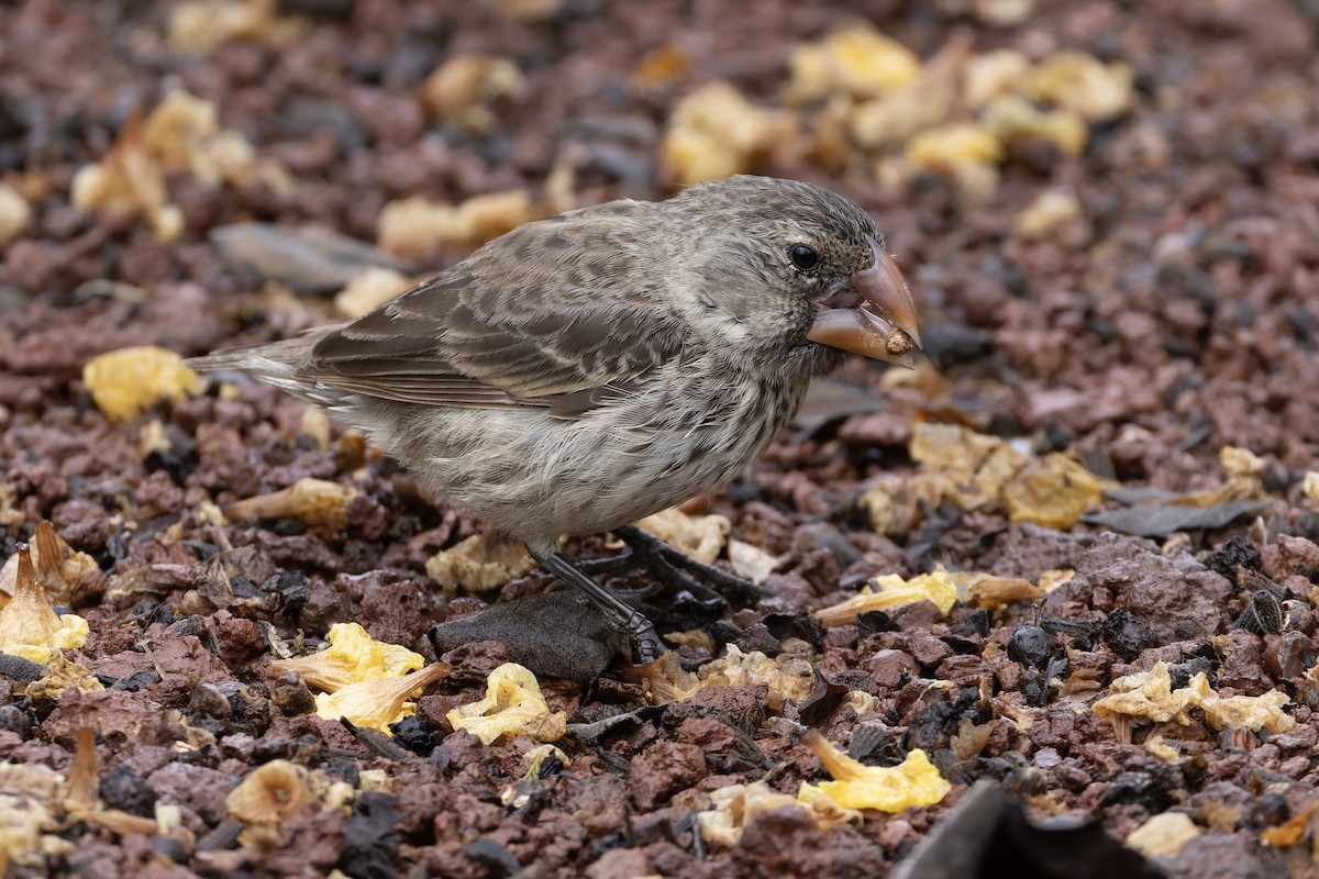 eBird Checklist - 28 Oct 2024 - Santa Cruz--Estación Científica Charles ...