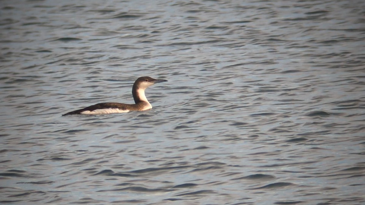 eBird Checklist - 31 Dec 2024 - Port Angeles waterfront - 13 species