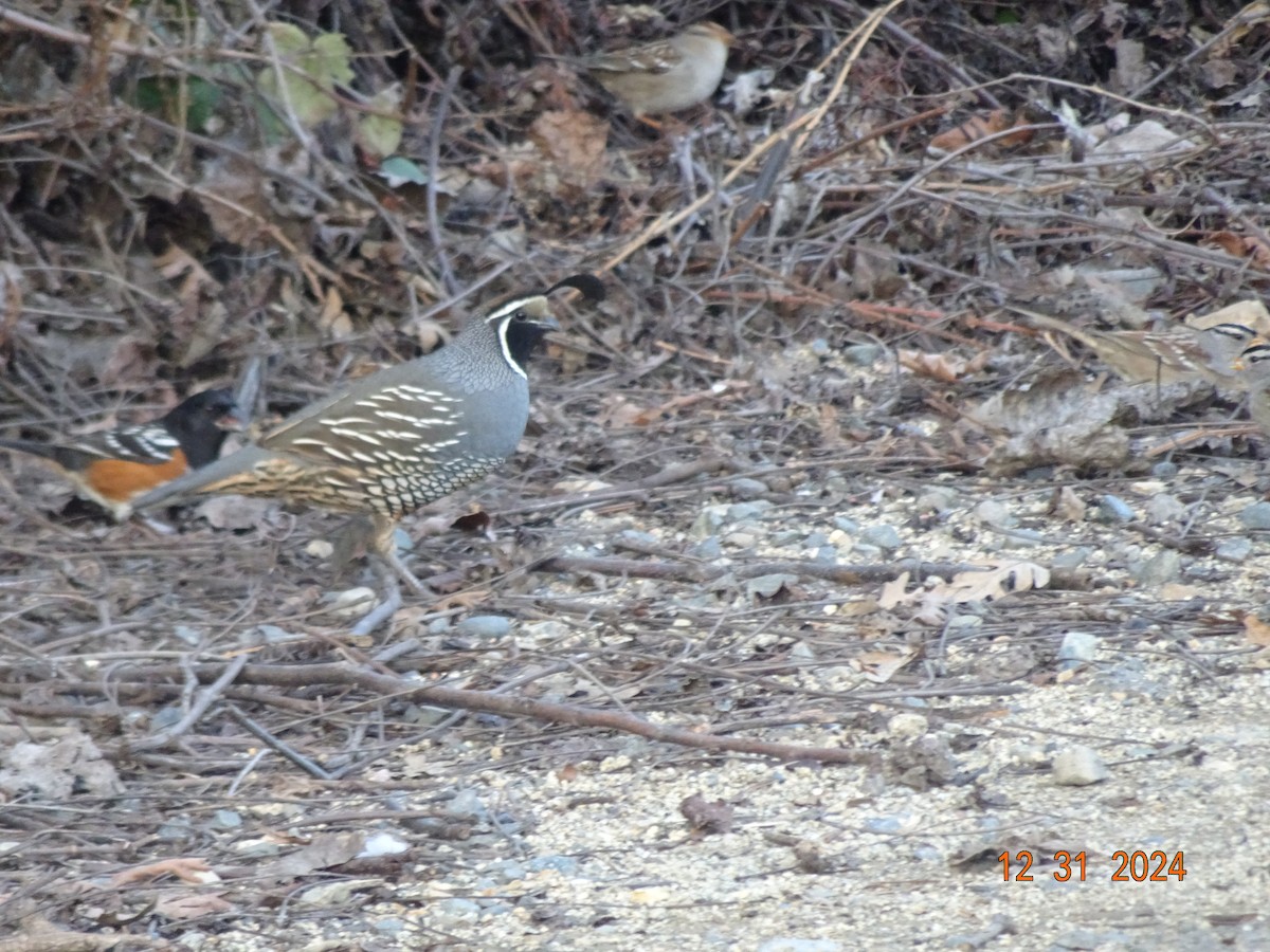 eBird Checklist - 31 Dec 2024 - American River Parkway behind condo ...