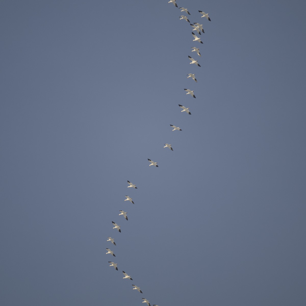 ML628328958 - Snow Goose - Macaulay Library