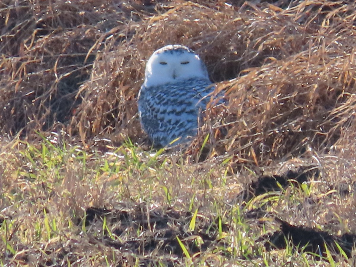 eBird Checklist - 12 Dec 2024 - Wallkill River NWR - 5 species
