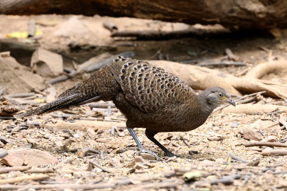ML628339539 - Gray Peacock-Pheasant - Macaulay Library
