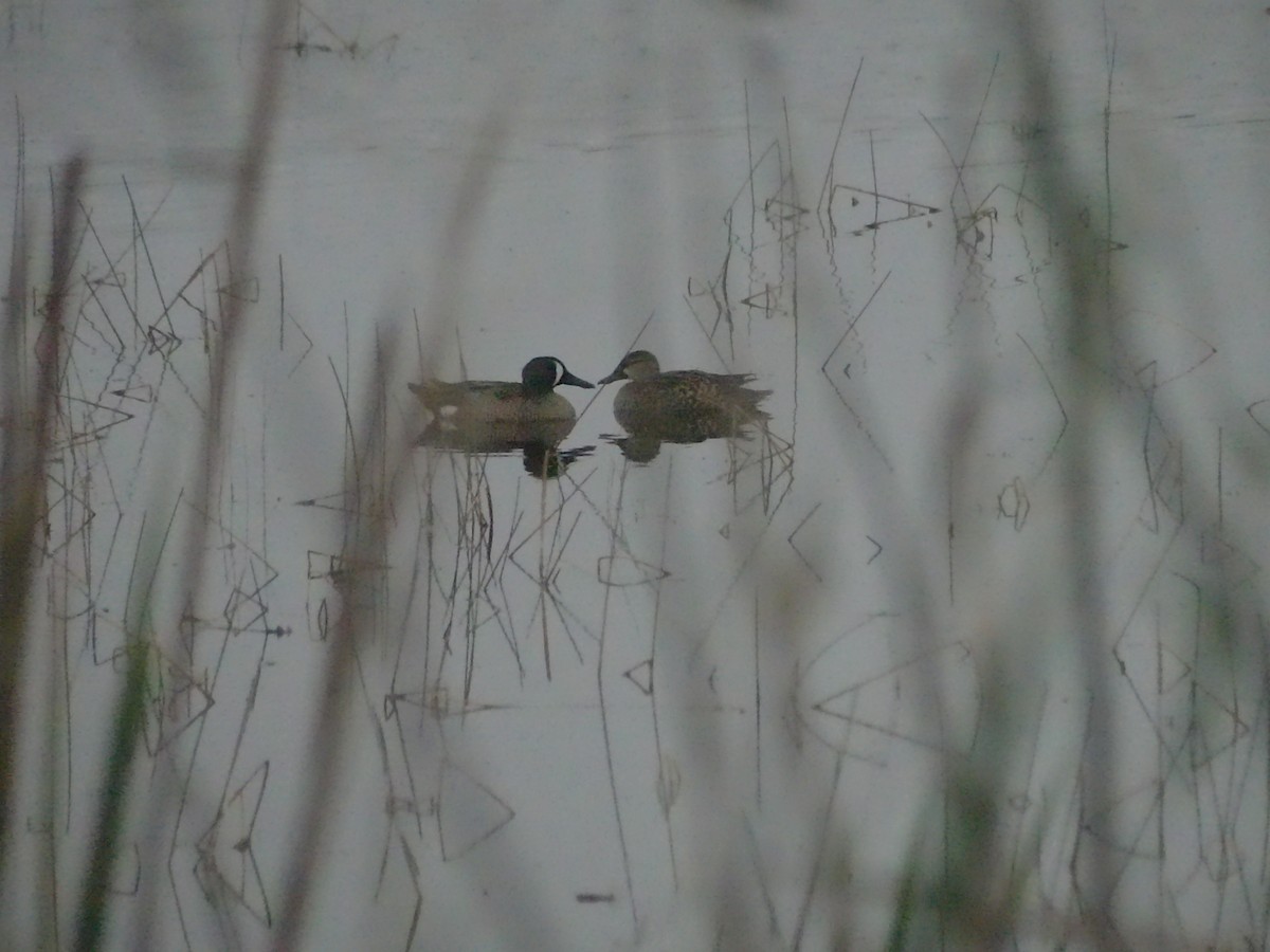 eBird Checklist - 1 Jan 2025 - Lake Woodruff NWR - 45 species