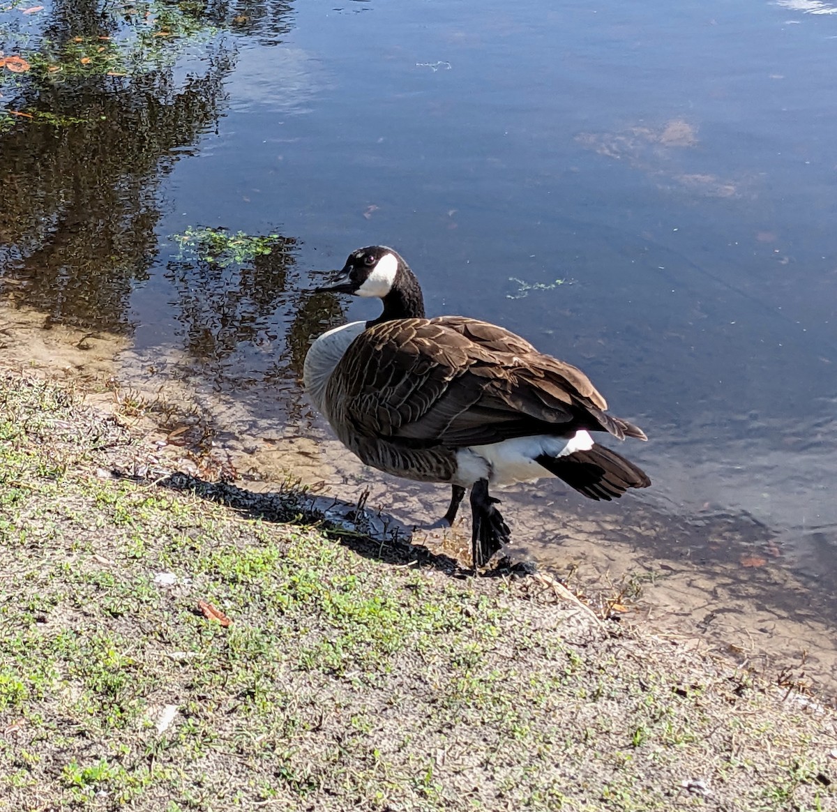 eBird Checklist - 1 Jan 2025 - Beacon Woods- Fivay Road Pond - 9 species