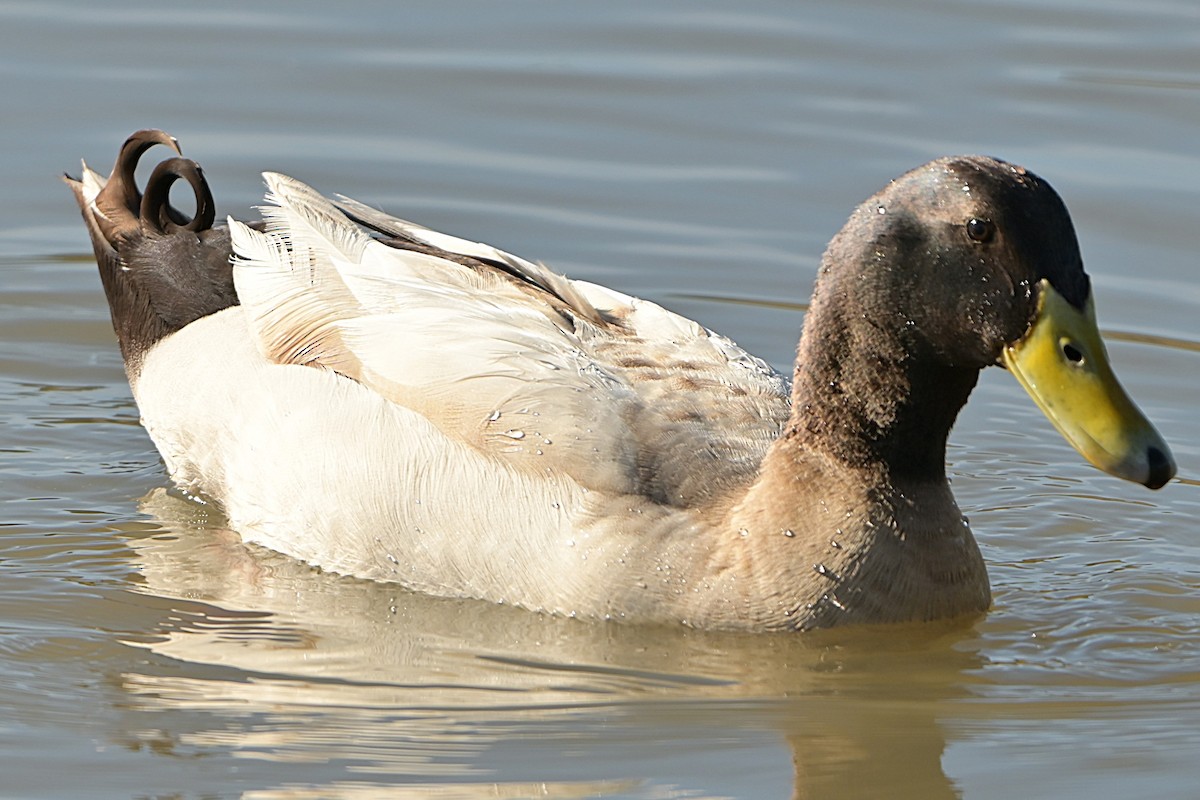 eBird Checklist - 31 Dec 2024 - Ed Levin CP--Sandy Wool-Elm areas - 12 ...