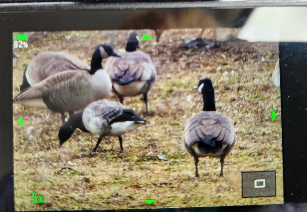 Pennsylvania Bird Atlas Checklist - 1 Jan 2025 - Spangler Rd. Pond (roadside access only) - 3 ...