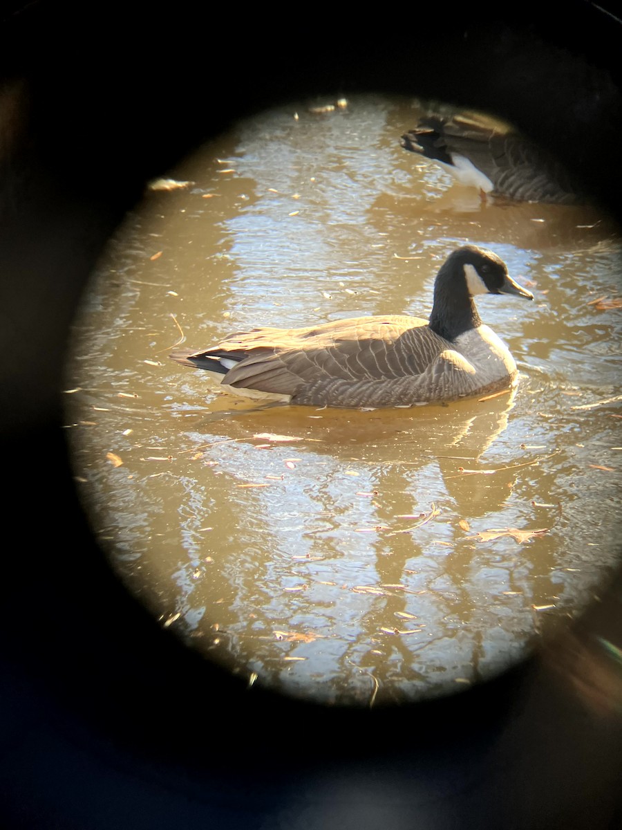eBird Checklist - 1 Jan 2025 - Ashby Pond Conservancy Site - 11 species