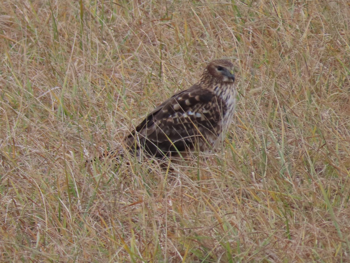 Pennsylvania Bird Atlas Checklist - 1 Jan 2025 - Bryn Coed Preserve (closed Thursdays) - 17 species