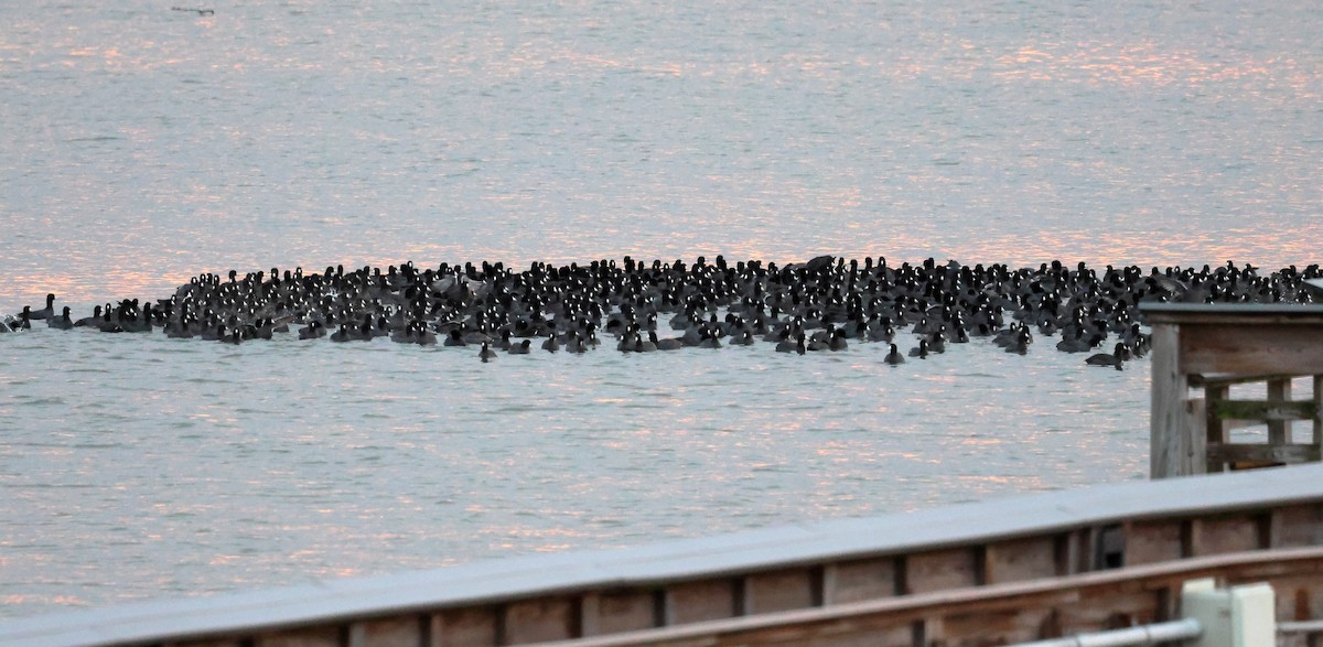 eBird Checklist - 1 Jan 2025 - Swan Harbor Farm Park - 39 species