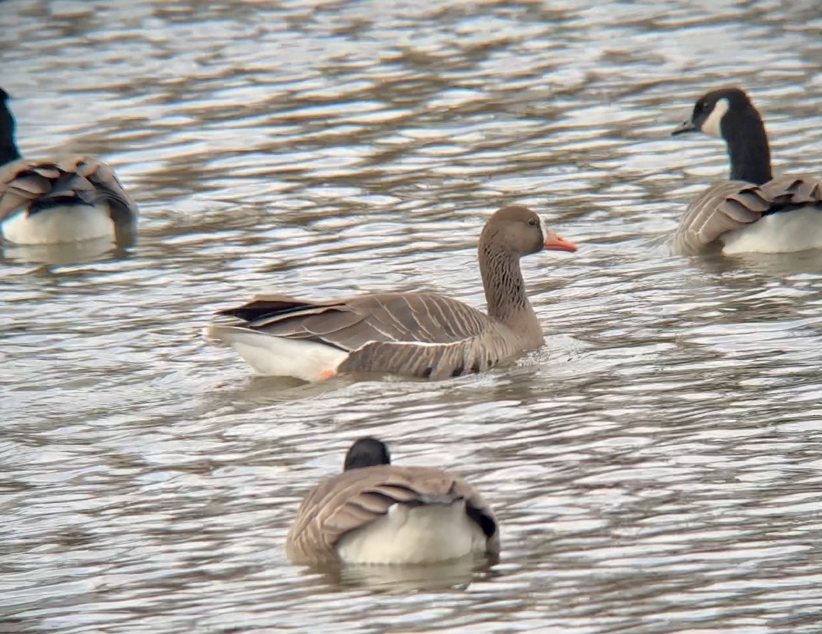 Pennsylvania Bird Atlas Checklist - 1 Jan 2025 - Kimberton Ponds - 9 ...