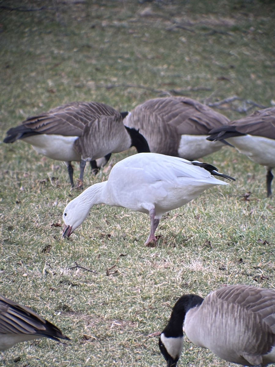 eBird Checklist - 1 Jan 2025 - Reston National Golf Course - 1 species
