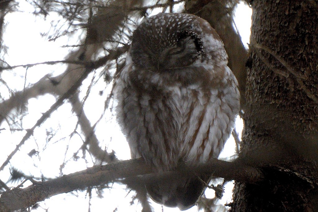 eBird Checklist - 1 Jan 2025 - Boreal Owl roost - 4 species