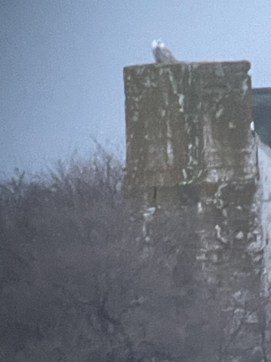 eBird Checklist - 1 Jan 2025 - Cape Porpoise - 8 species