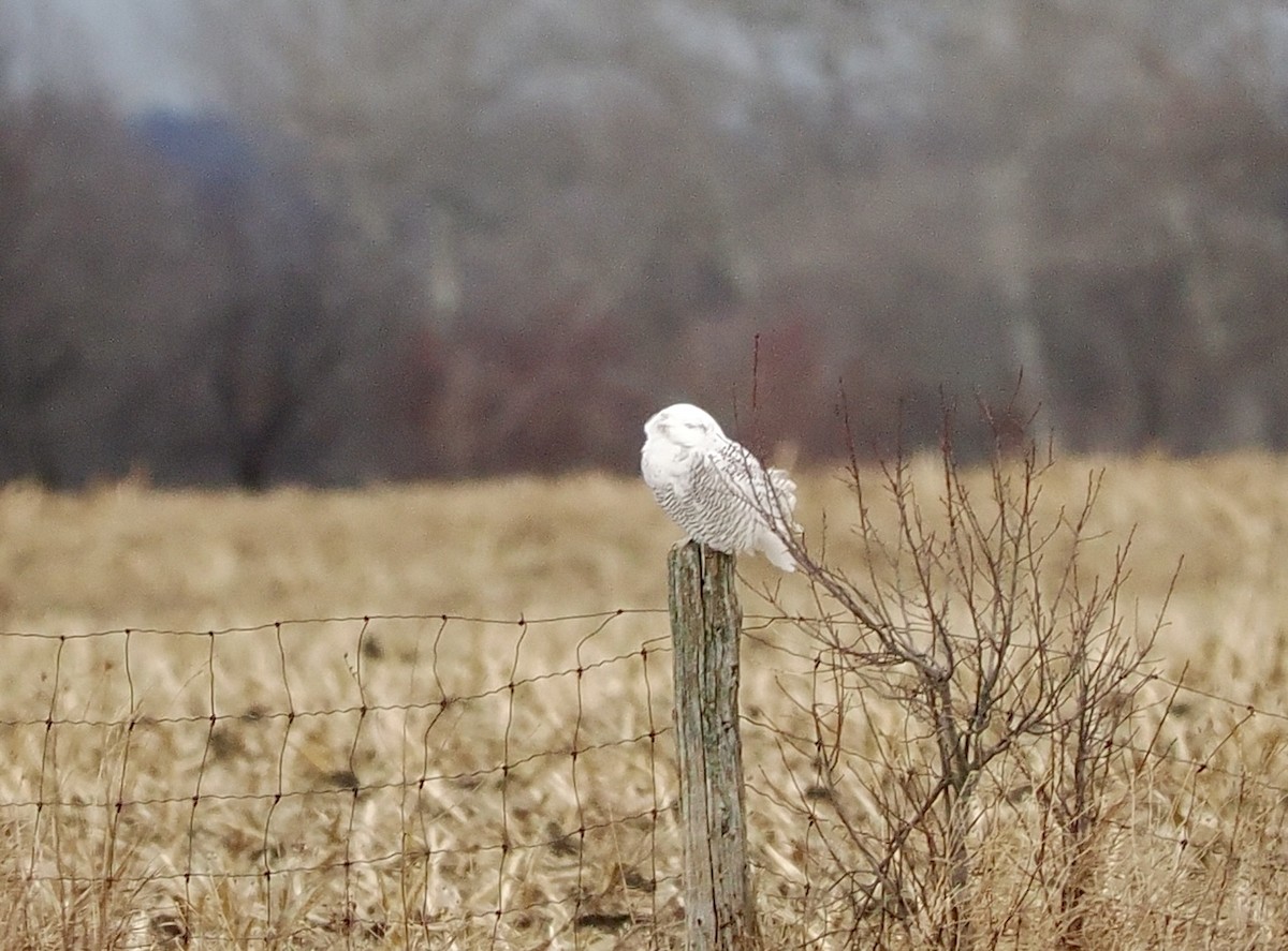 eBird Checklist - 1 Jan 2025 - 10th concession of Huron - 2 species