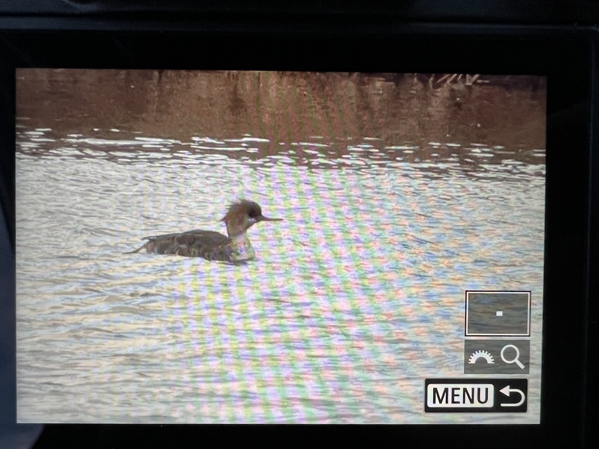 eBird Checklist - 1 Jan 2025 - American Cyanamid Superfund Site ...