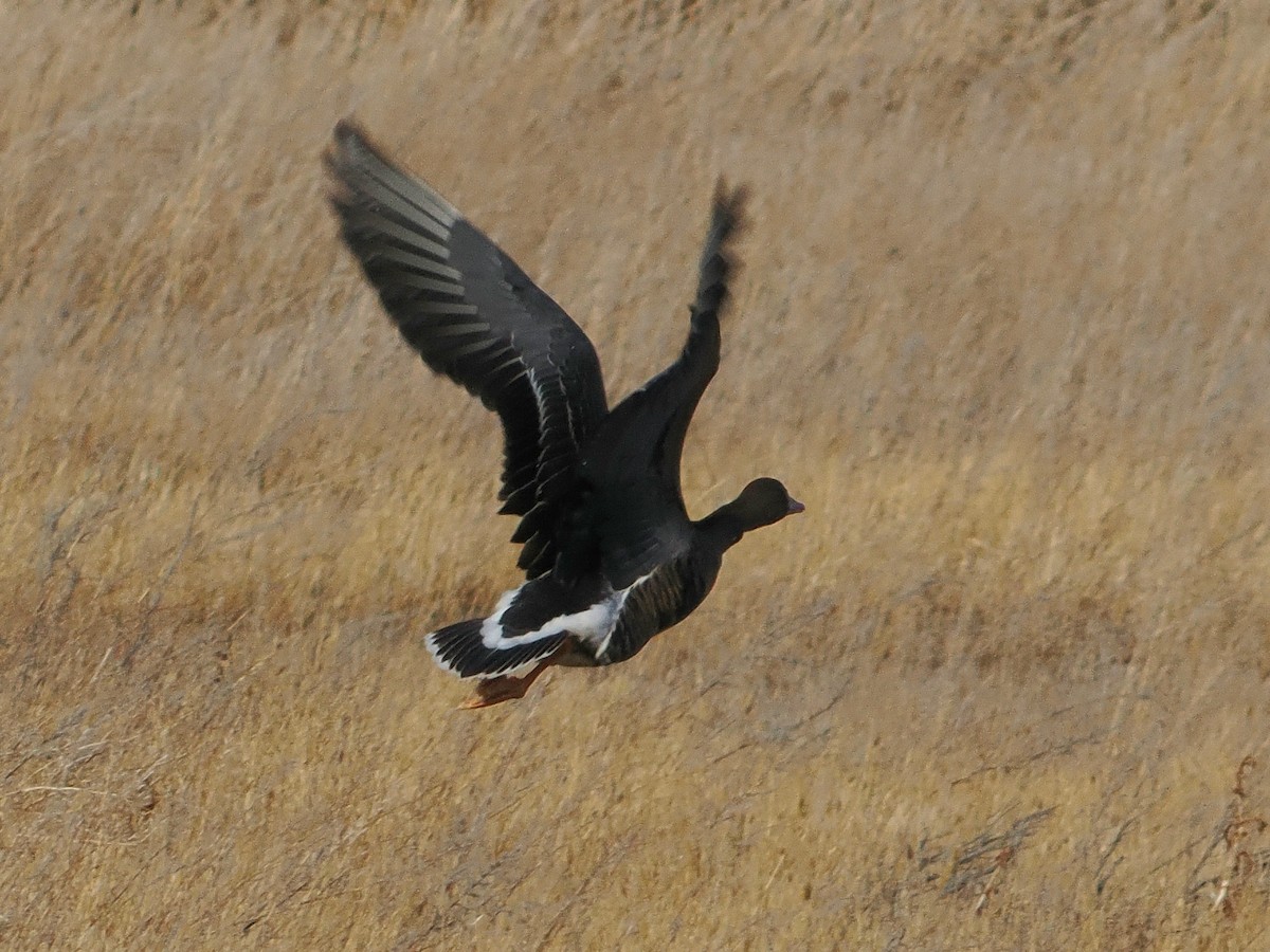 eBird Checklist - 31 Dec 2024 - Piute Ponds (permit required) - 57 ...