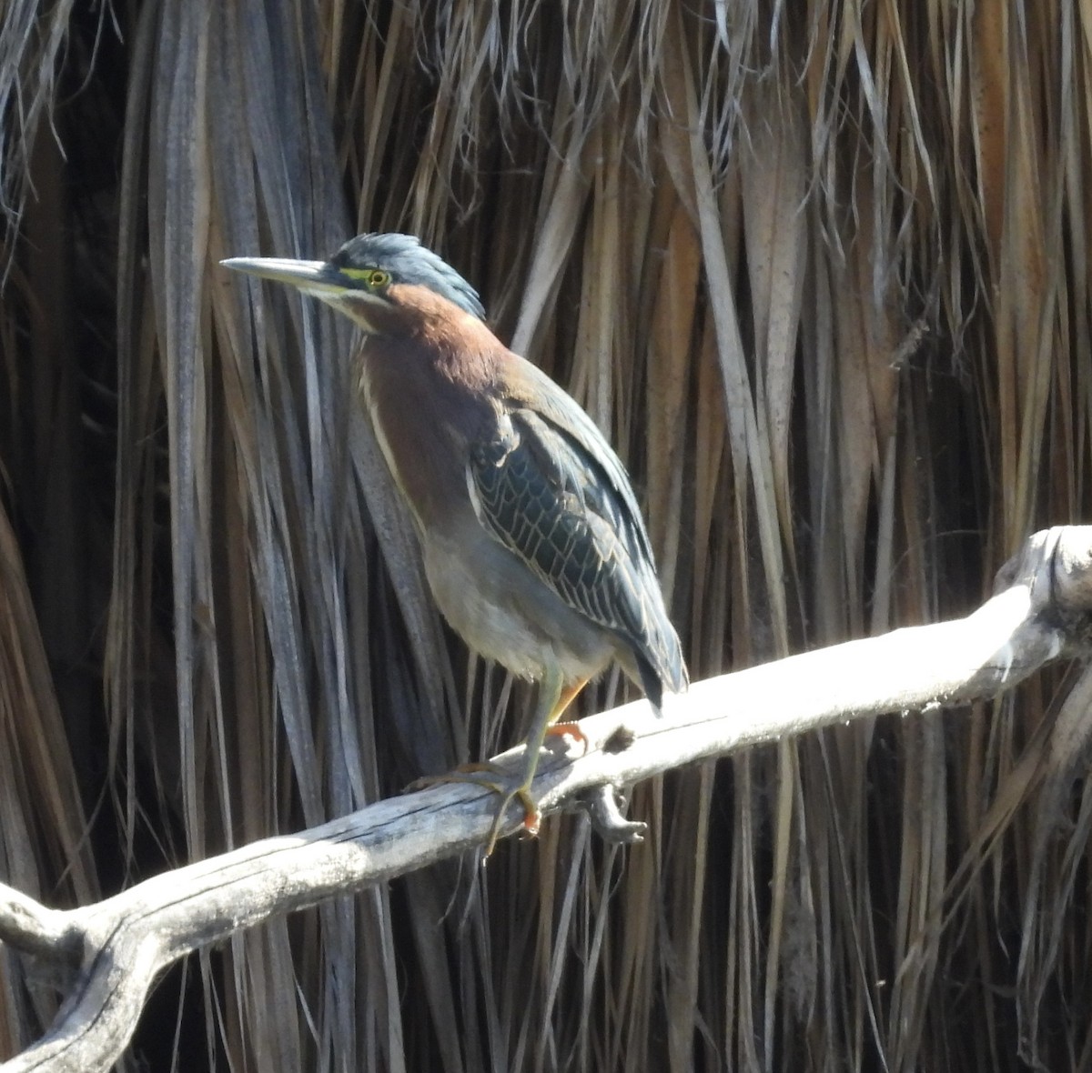 eBird Checklist - 1 Jan 2025 - SRP ponds - 23 species