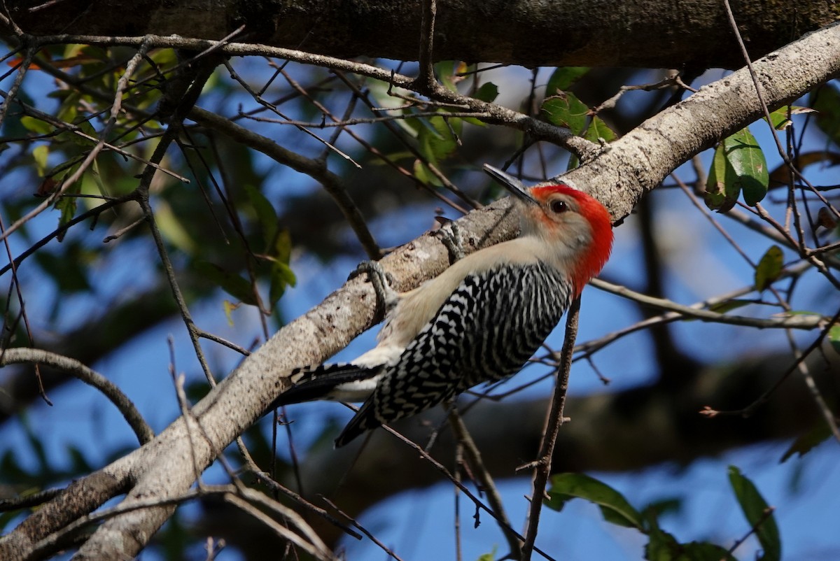 eBird Checklist - 1 Jan 2025 - Duette Preserve - 48 species