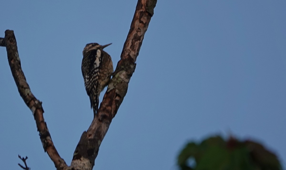 eBird Checklist - 1 Jan 2025 - Duette Preserve--Bear Bay Road - 23 species