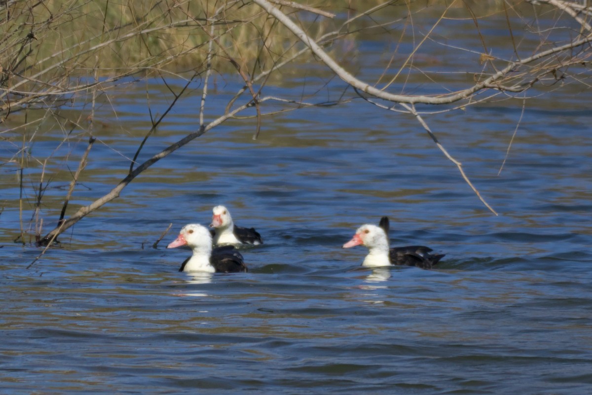 eBird Checklist - 1 Jan 2025 - I.G. Levy Park North (formerly Scranton ...