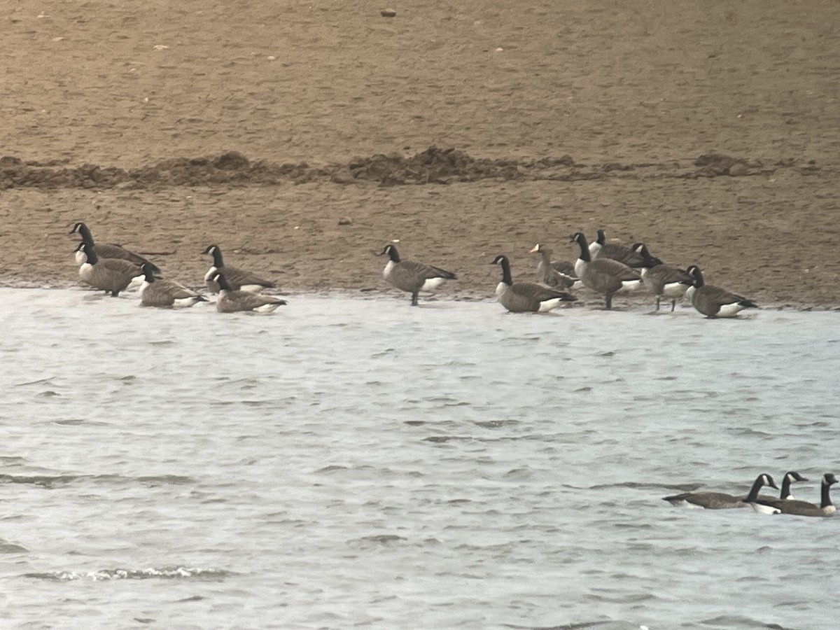 eBird Checklist - 1 Jan 2025 - Spruce Run Recreation Area - 13 species ...