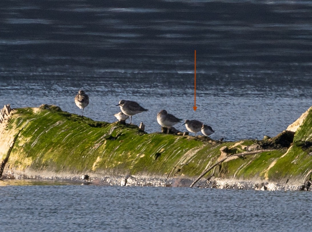 eBird Checklist - 1 Jan 2025 - Port Angeles waterfront - 38 species