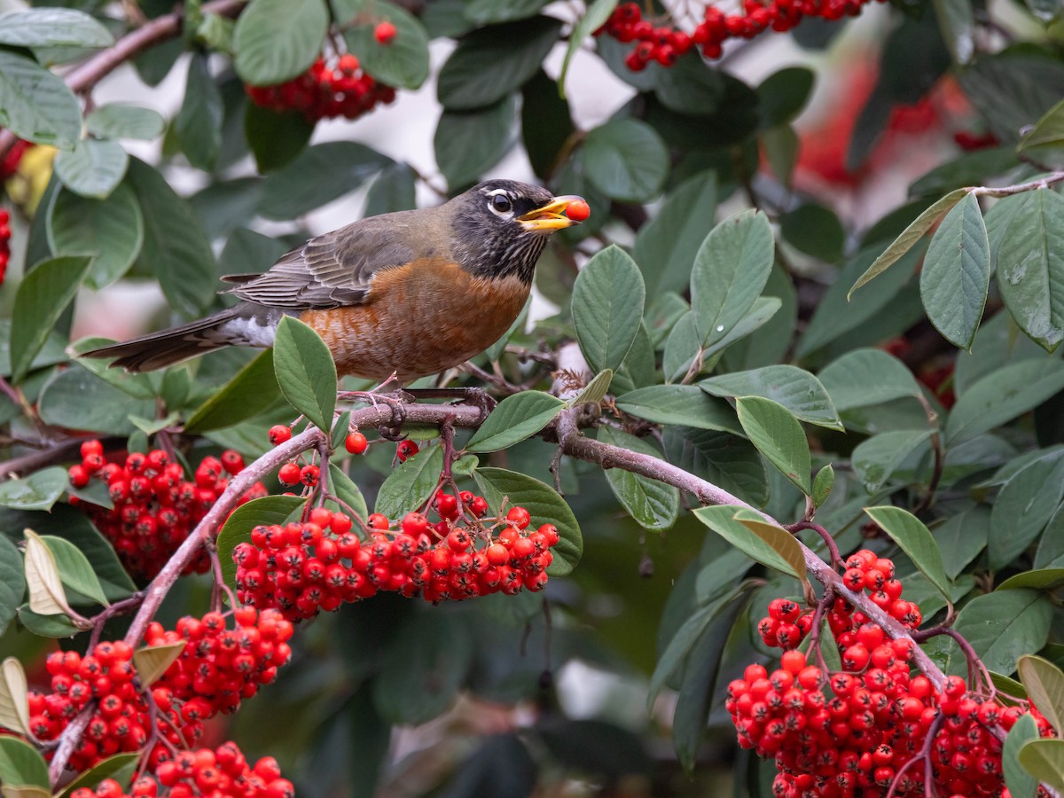 eBird Checklist - 1 Jan 2025 - Stakeout—Summer tanager - 31 species