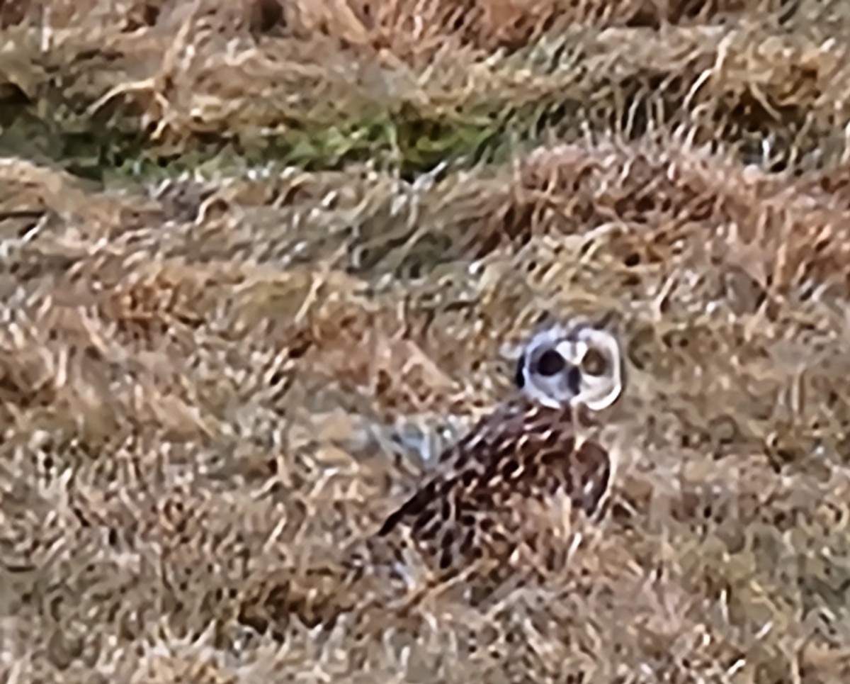 eBird Checklist - 1 Jan 2025 - Sordoni's Farm - 7 species