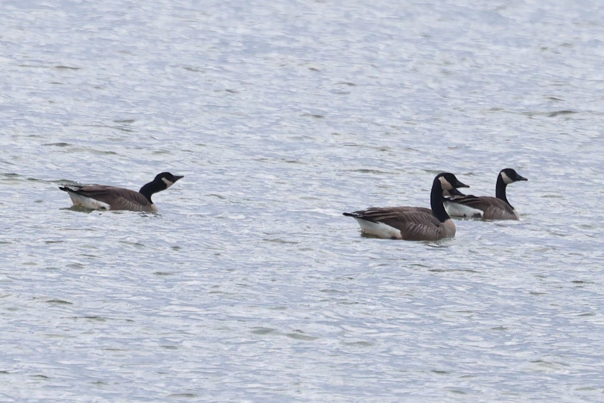 eBird Checklist - 1 Jan 2025 - Chester Frost Park - 36 species