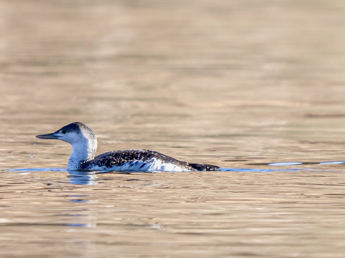 ML628383278 - Red-throated Loon - Macaulay Library