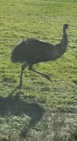 eBird Checklist - 1 Jan 2025 - Emu Spot - 1 species