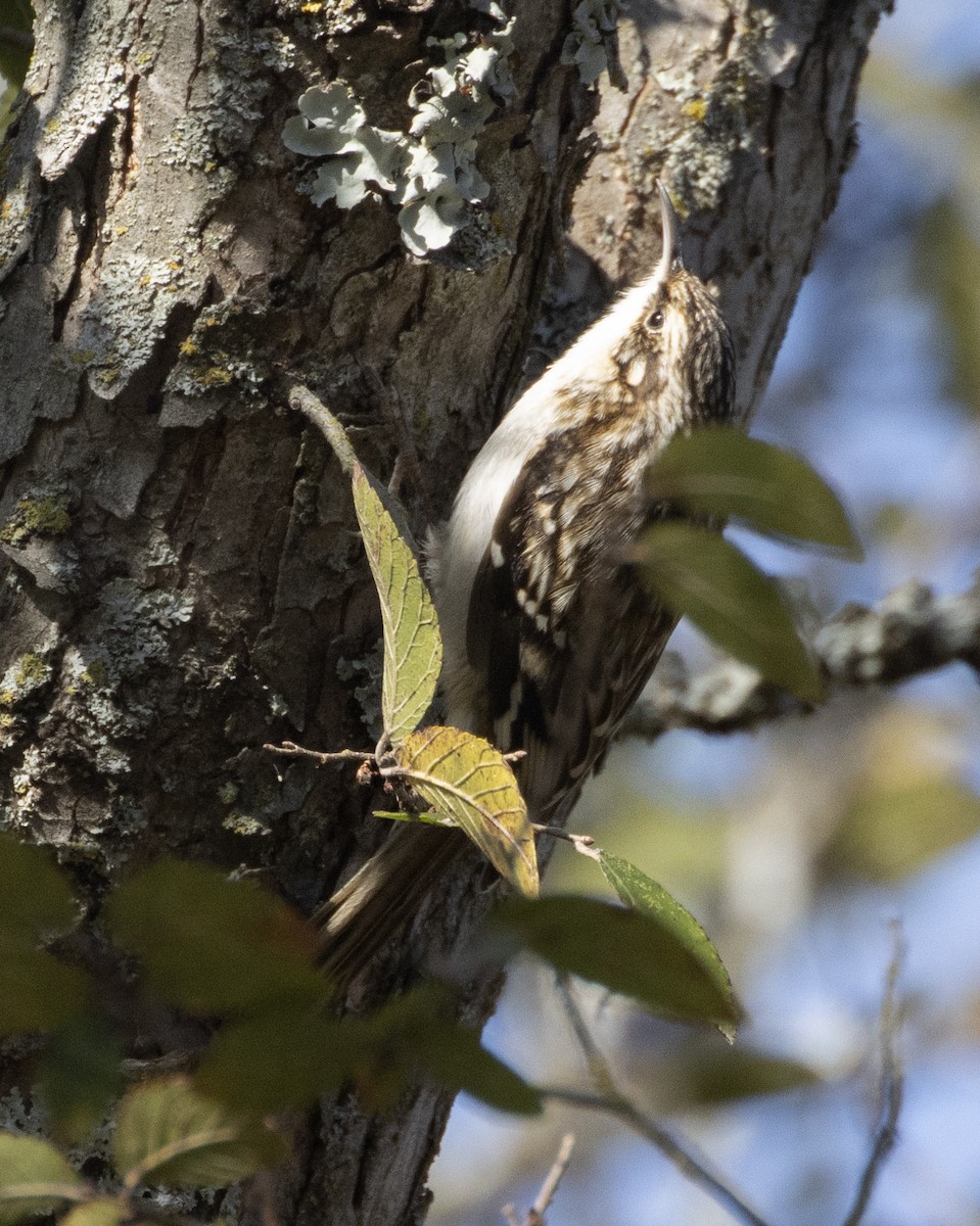 ML628386294 - Brown Creeper - Macaulay Library