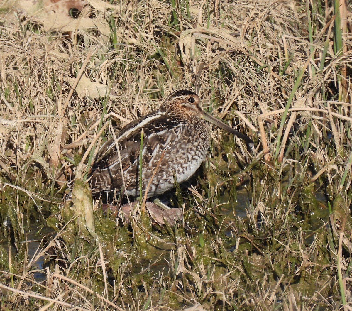 eBird Checklist - 1 Jan 2025 - Bryant Irvin Rd - 19 species